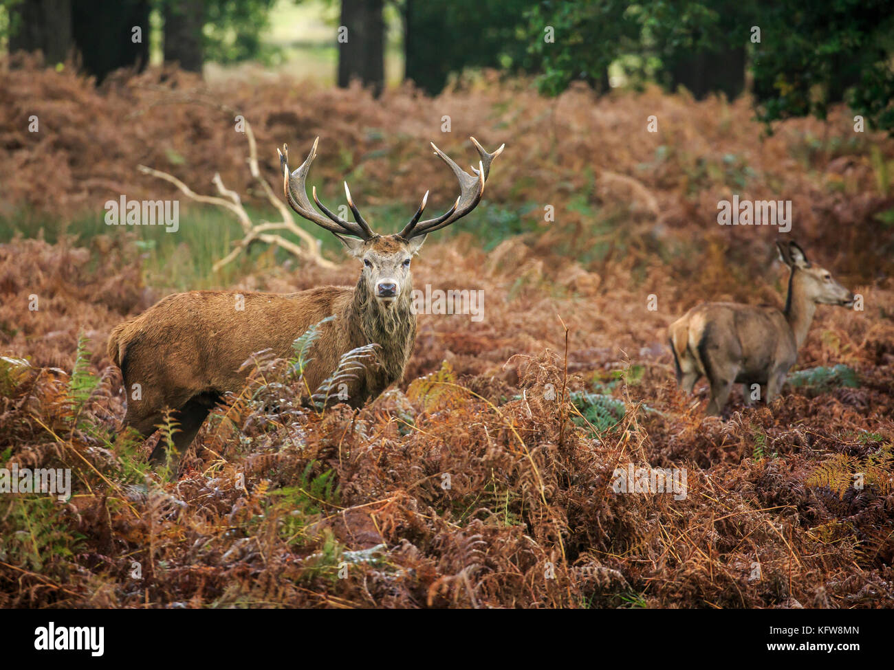 A Red deer Royal stag Stock Photo - Alamy