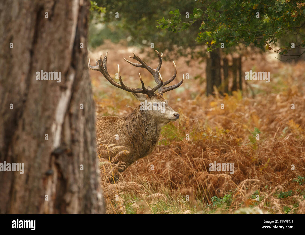 A Red deer Royal stag Stock Photo - Alamy