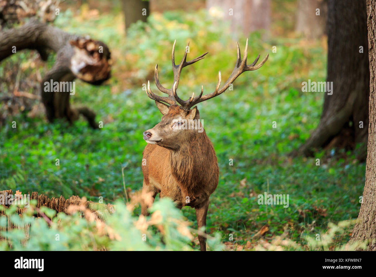 A Red deer Royal stag Stock Photo - Alamy