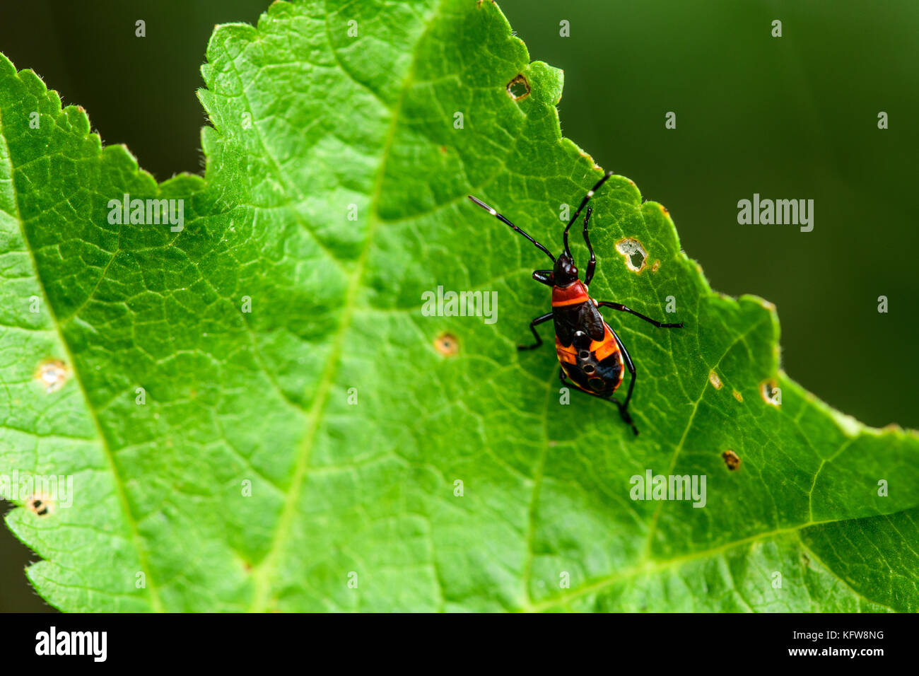 Colourful bugs in the garden Stock Photo - Alamy