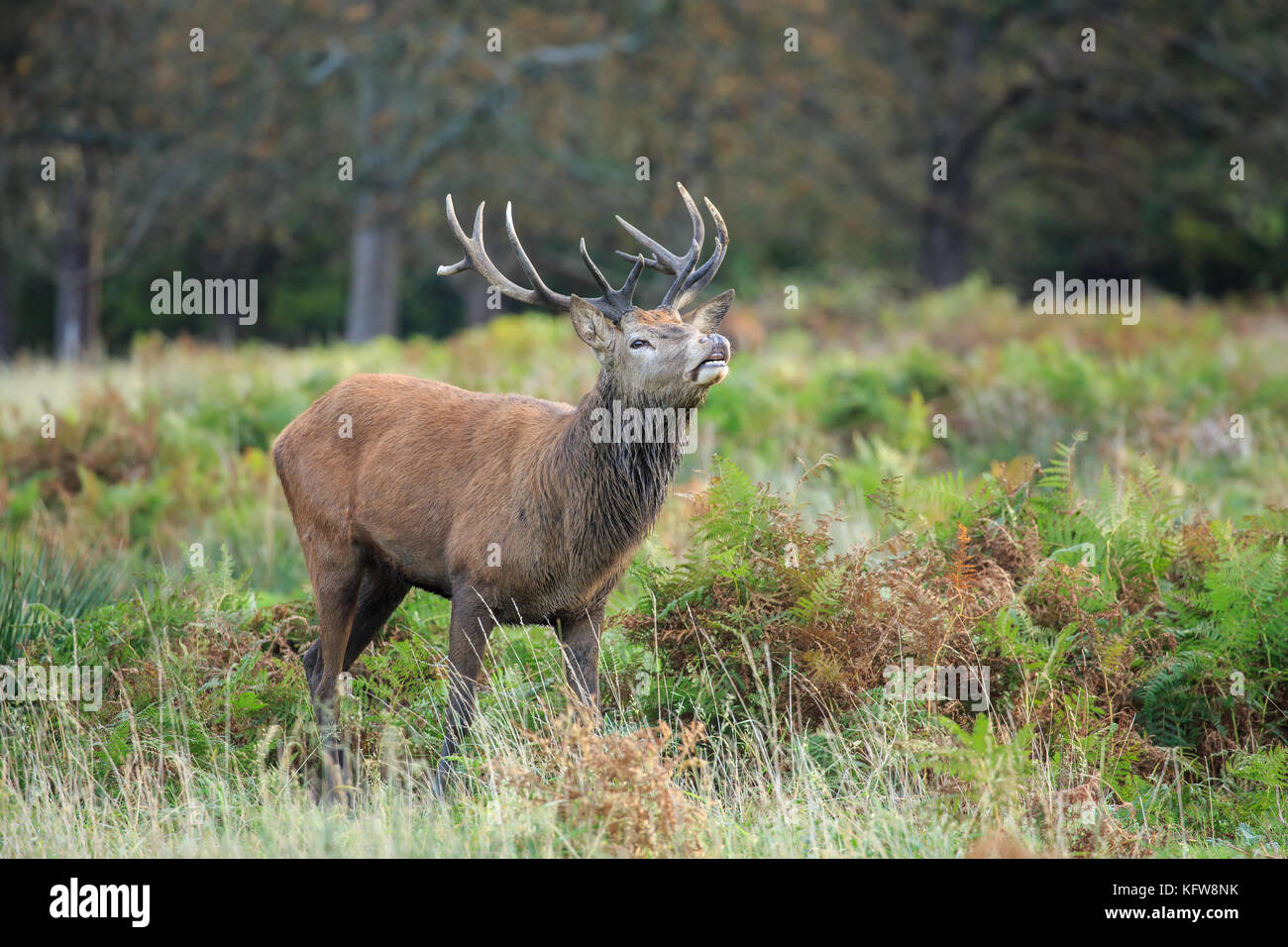 A Red deer Royal stag Stock Photo - Alamy