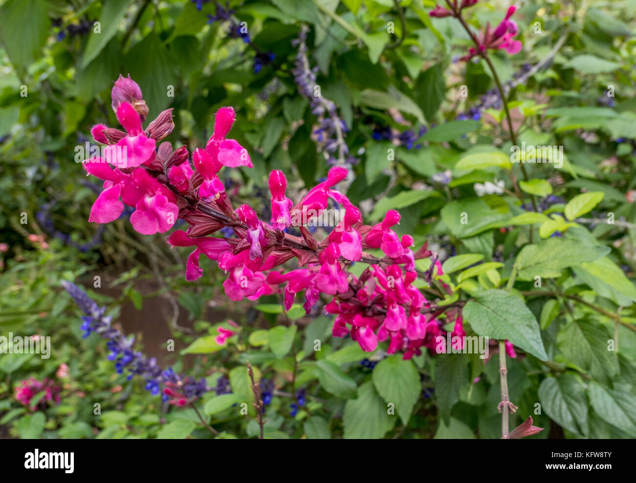 Roseleaf sage (Salvia involucrata) in the Gardens of Trauttmansdorff ...