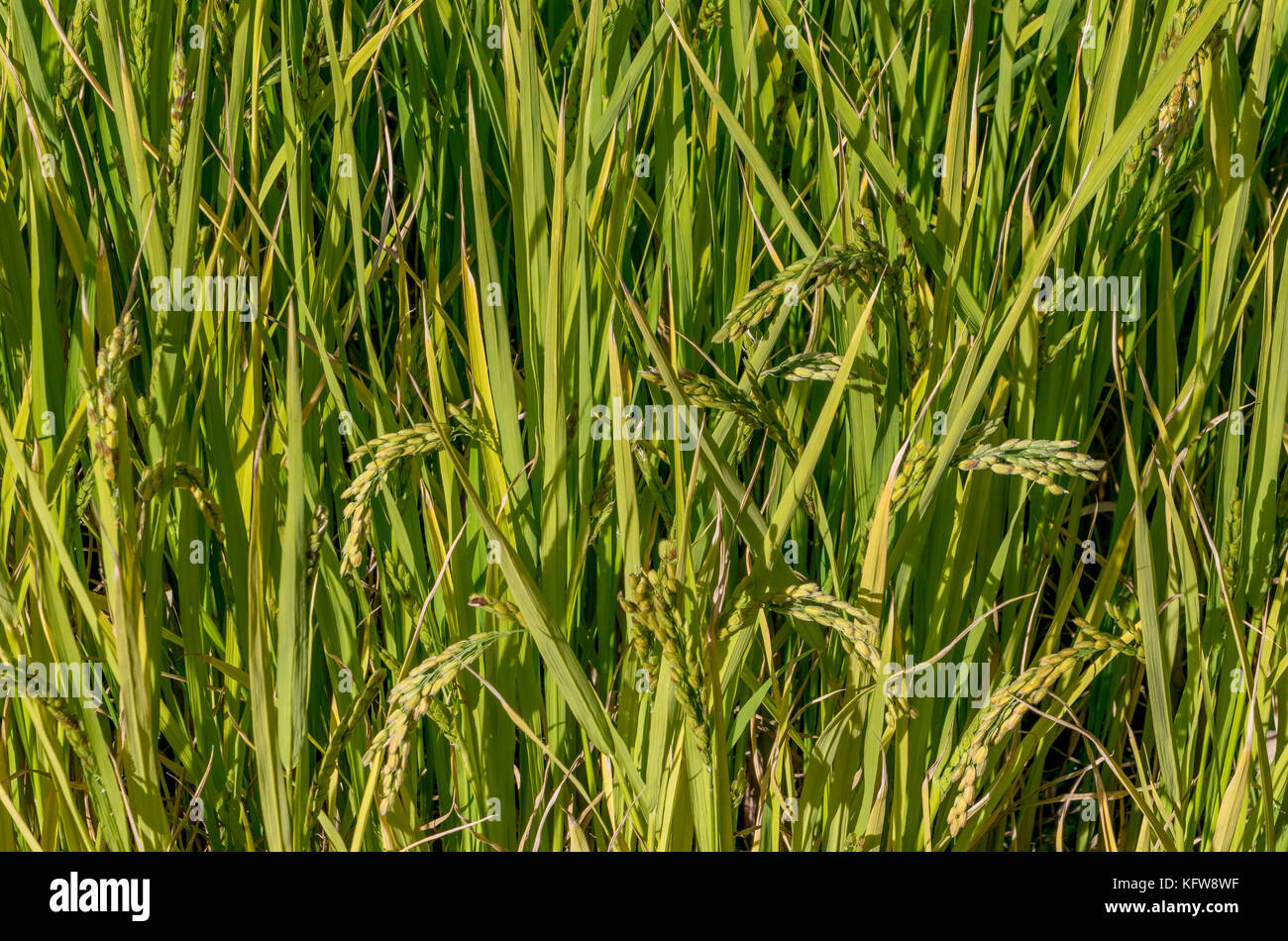 Rice paddy field europe hi-res stock photography and images - Alamy