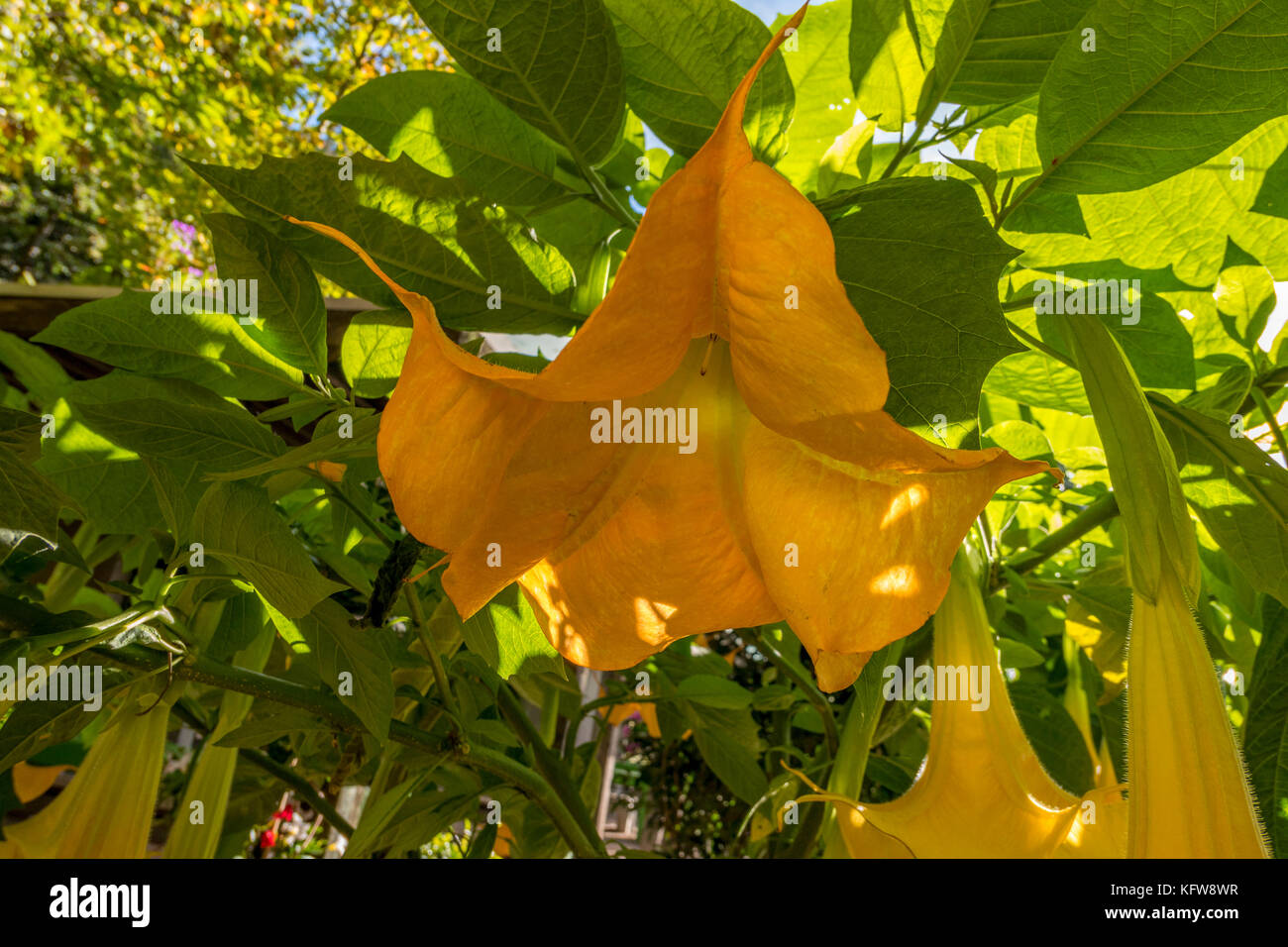 Trumpet tree hi-res stock photography and images - Alamy