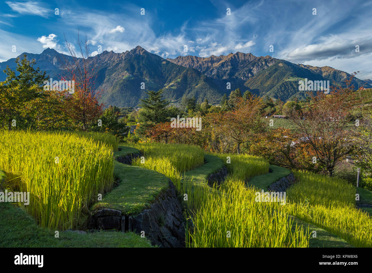 Paddy field in the Gardens of Trauttmansdorff Castle, Merano, South ...