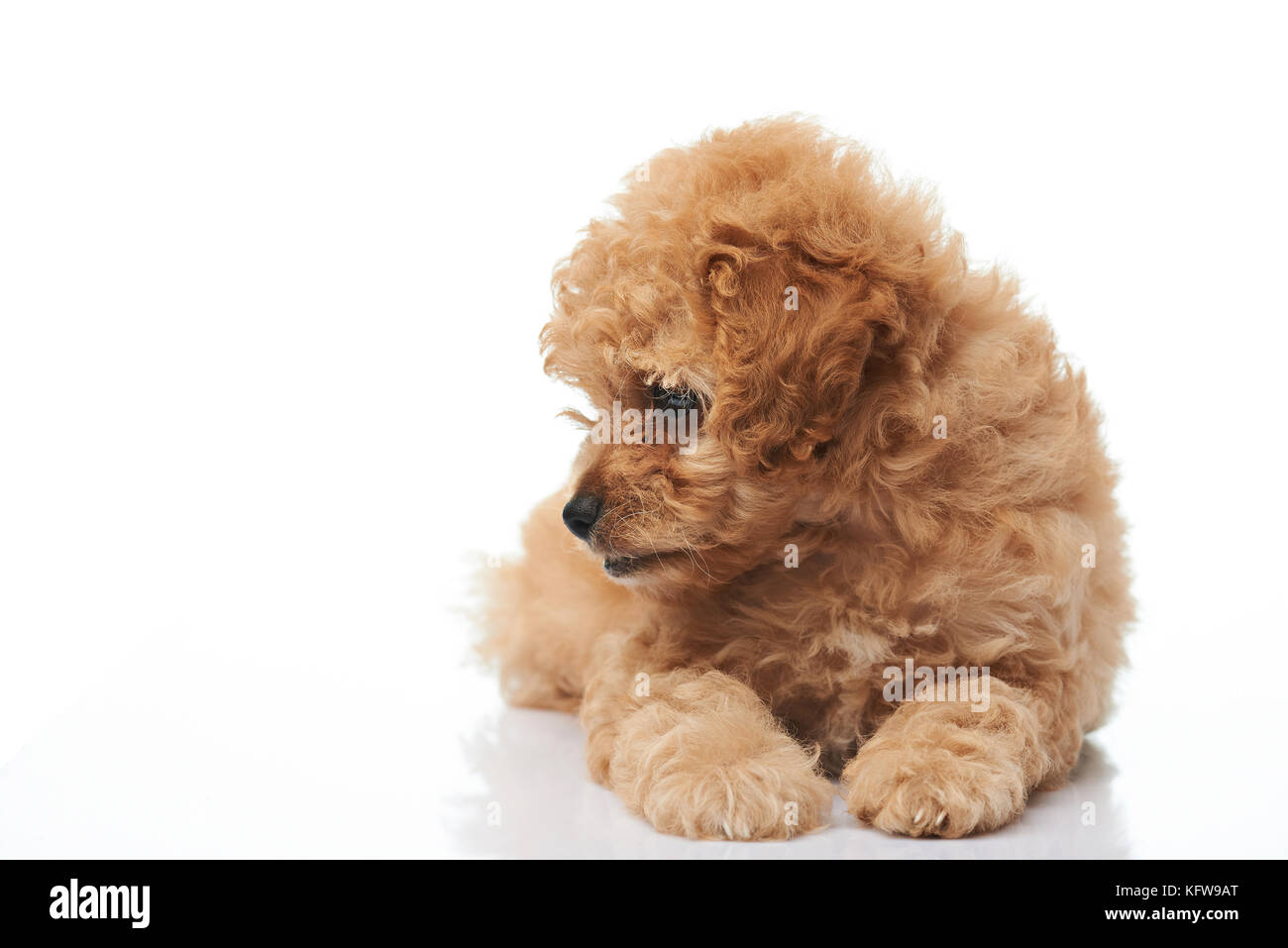 Puppy dog look on side laying on white isolated Stock Photo - Alamy