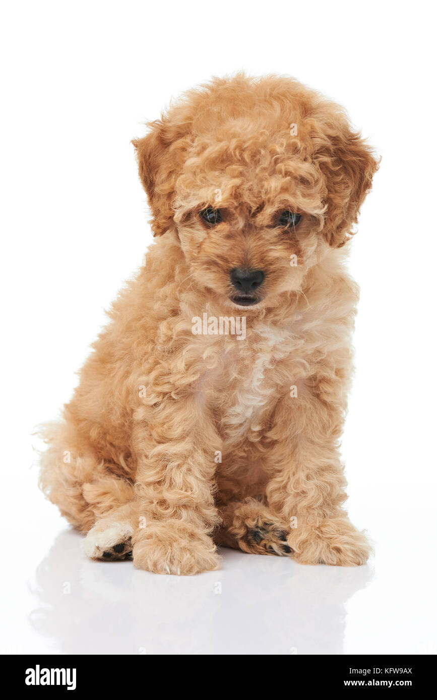 Brown poodle hi-res stock photography and images - Alamy