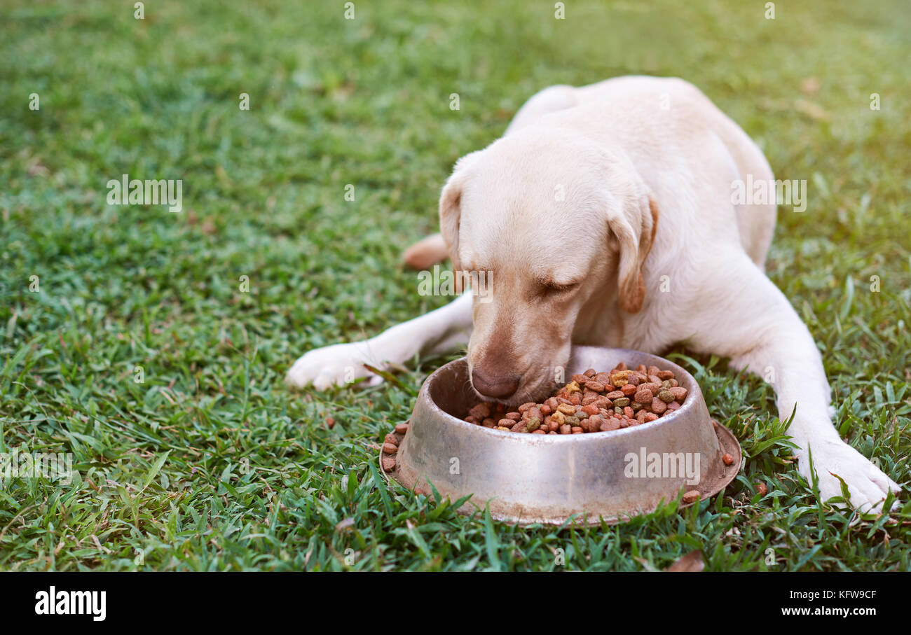 Brown labrador eating on green grass from metal bowl on blurred ...