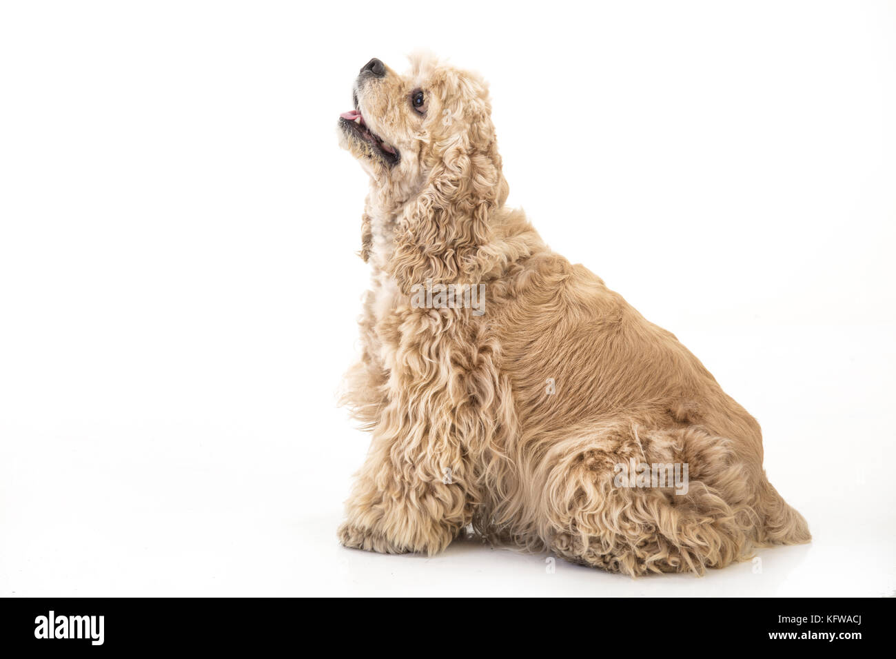 American fluffy cocker spaniel on an isolated studio background Stock ...