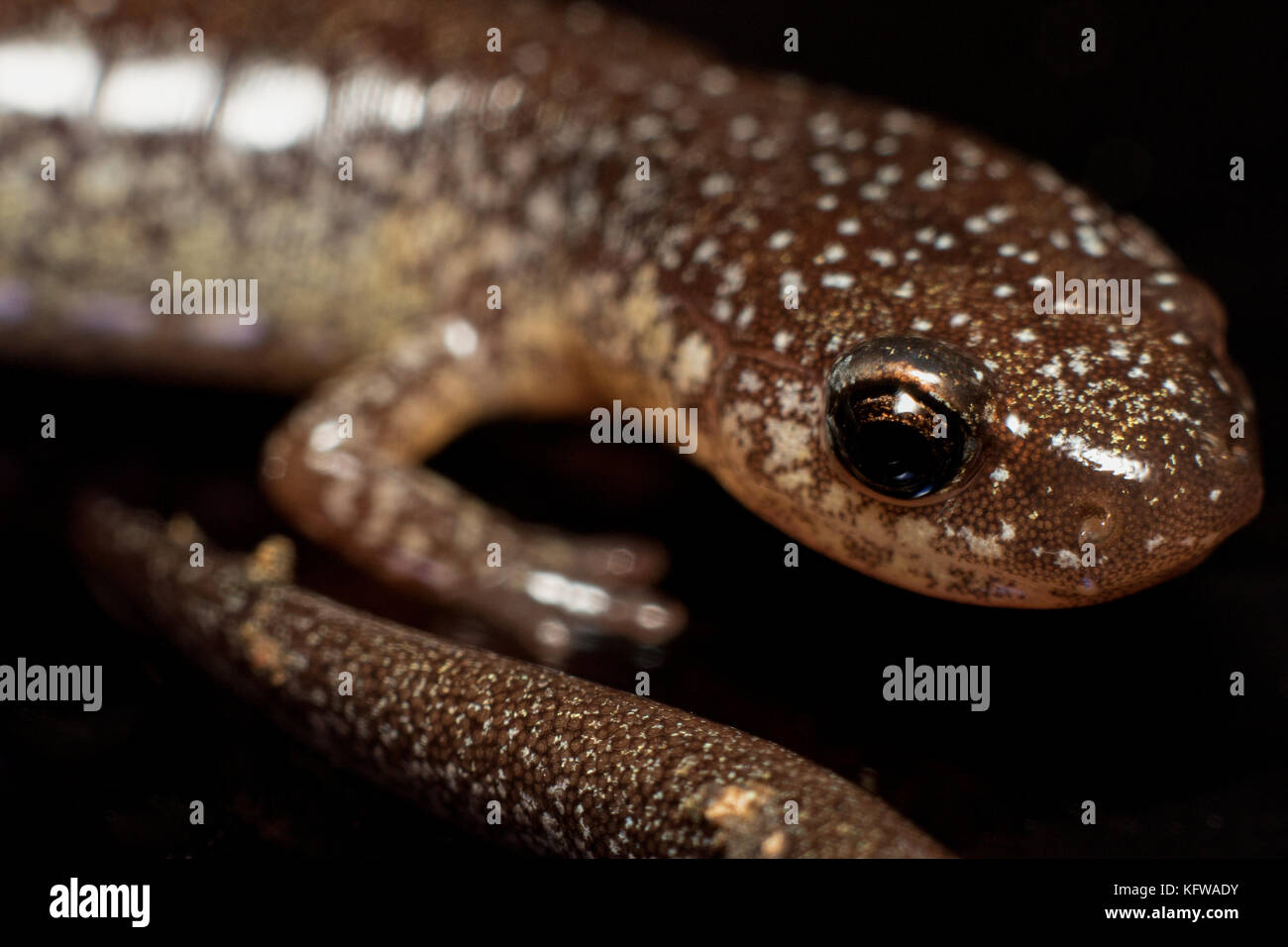 Four Toed High Resolution Stock Photography and Images - Alamy