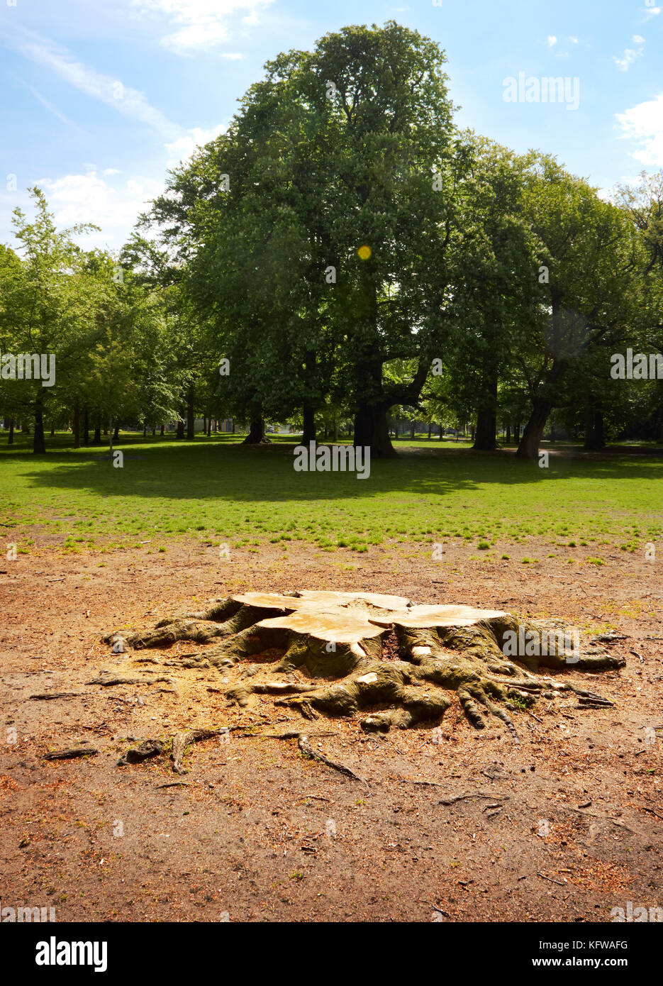 Cut open tree stump hi-res stock photography and images - Alamy