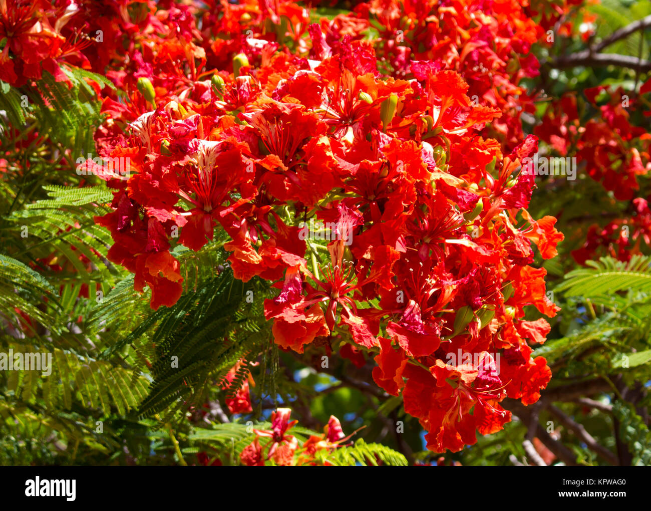 Brilliant red flowers of Poinciana -delonix regia tree or flamboyant ...
