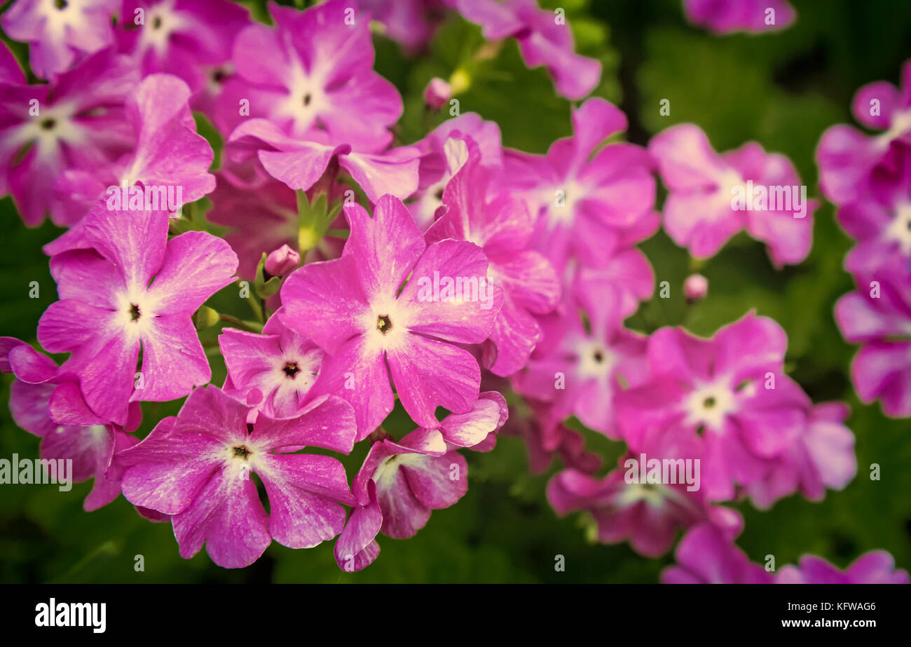 The pink flowers of a primrose shined with the sun, are photographed by ...