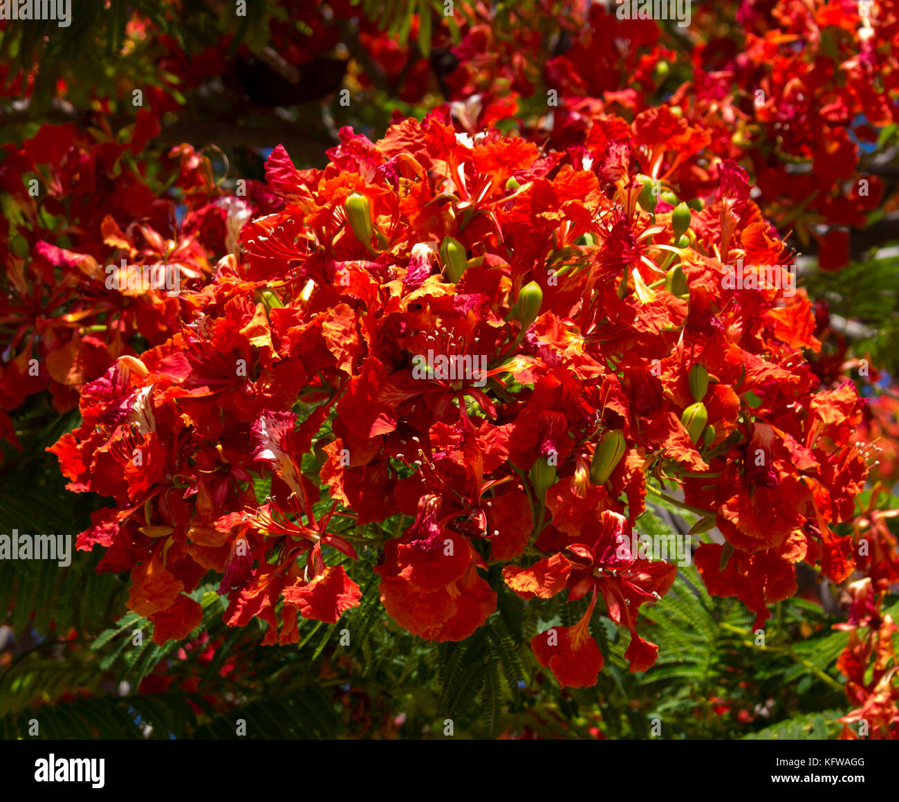 Brilliant red flowers of Poinciana -delonix regia tree or flamboyant ...