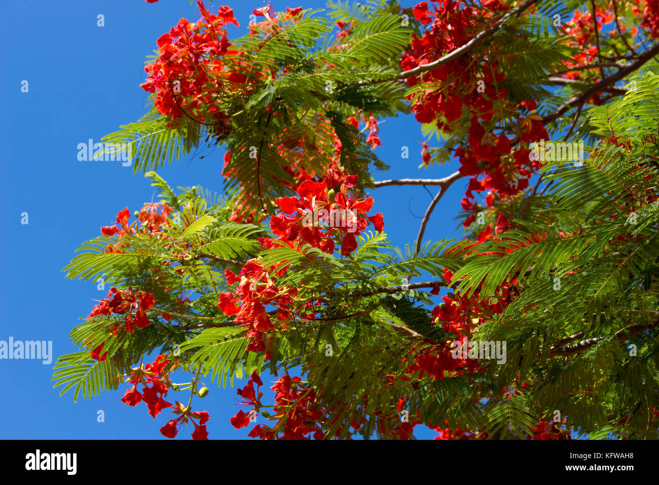Brilliant red flowers of Poinciana -delonix regia tree or flamboyant ...