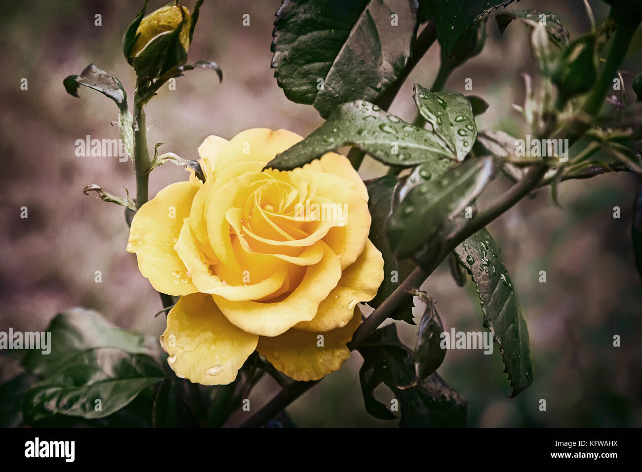 Beautiful yellow flower tea-hybrid rose , blooming in the garden ...