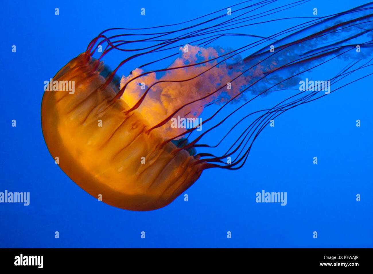 Jellyfish exhibit aquarium pacific hi-res stock photography and images ...
