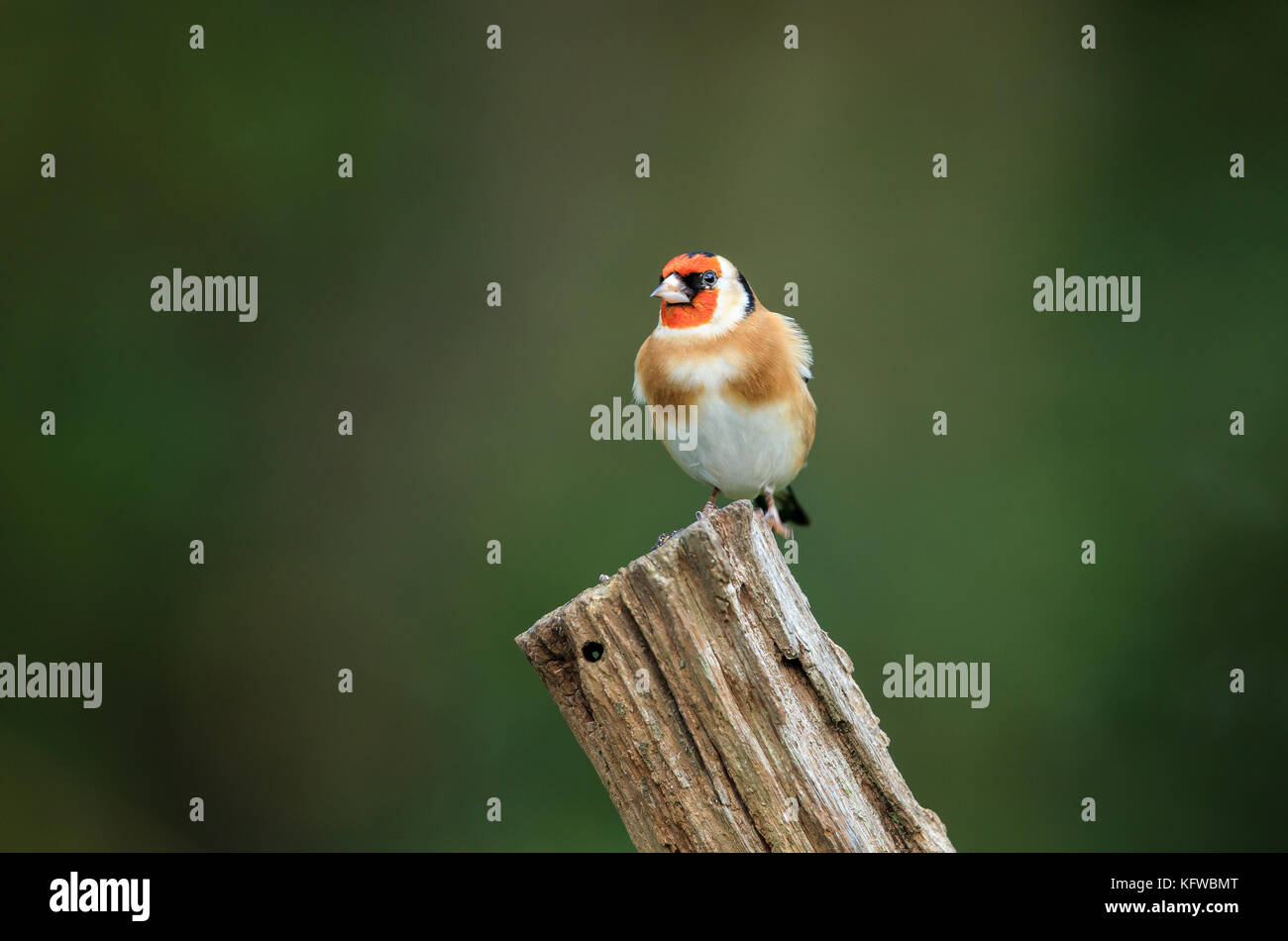 An European Goldfinch Stock Photo - Alamy