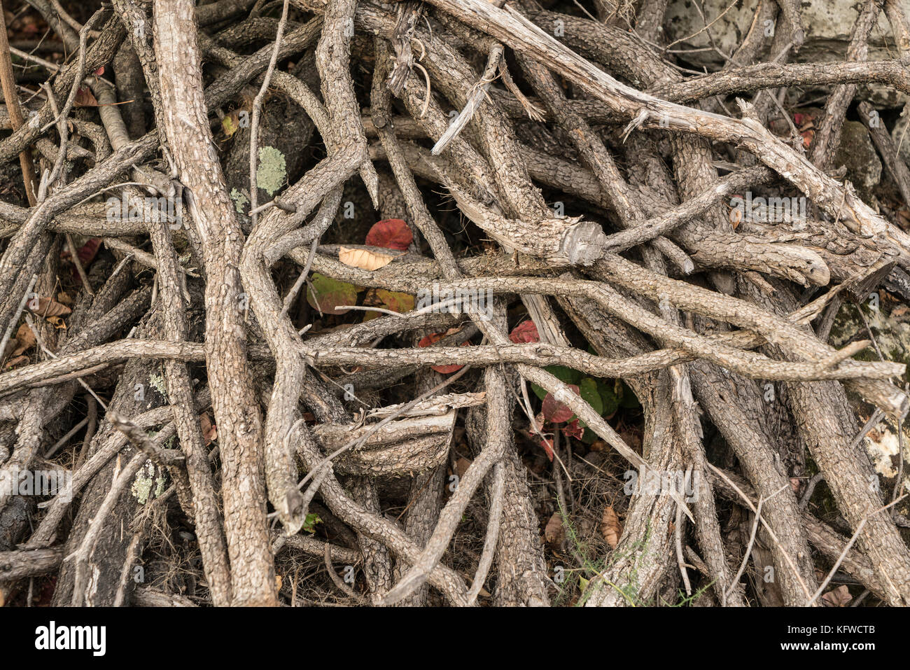 Roots from tree branch hi-res stock photography and images - Alamy