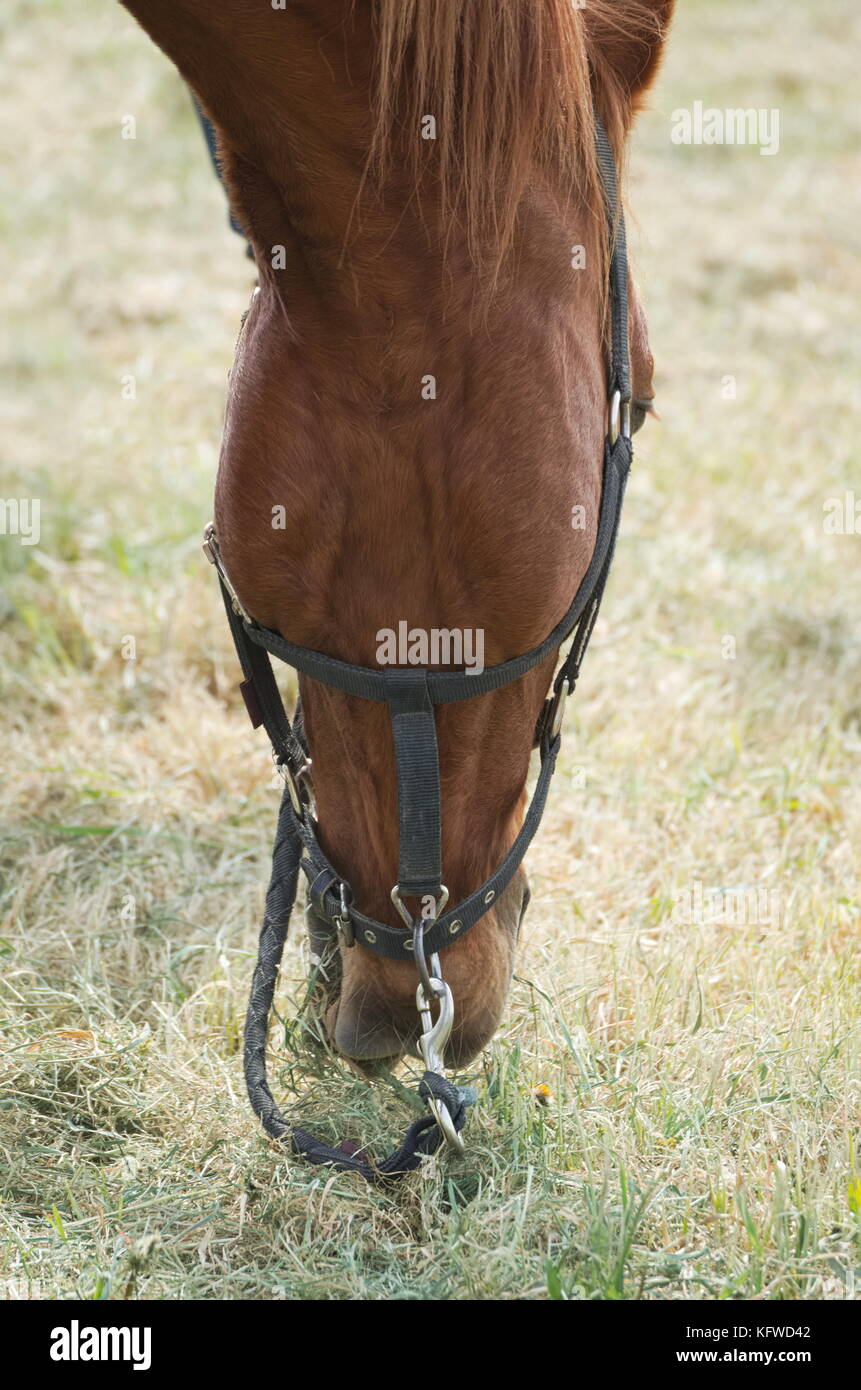 Grazing Brown Horse Head Closeup Rear View Stock Photo - Alamy