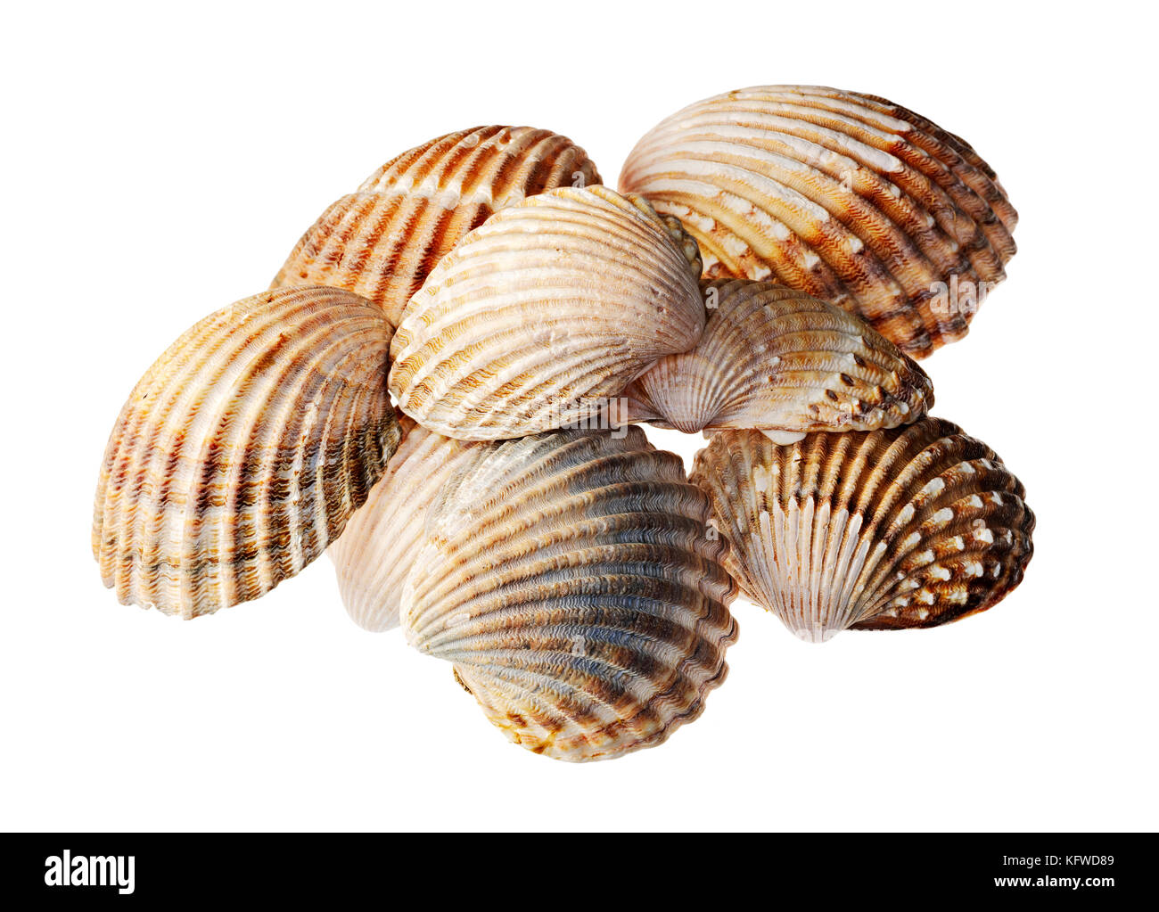 single shells on white background Stock Photo - Alamy