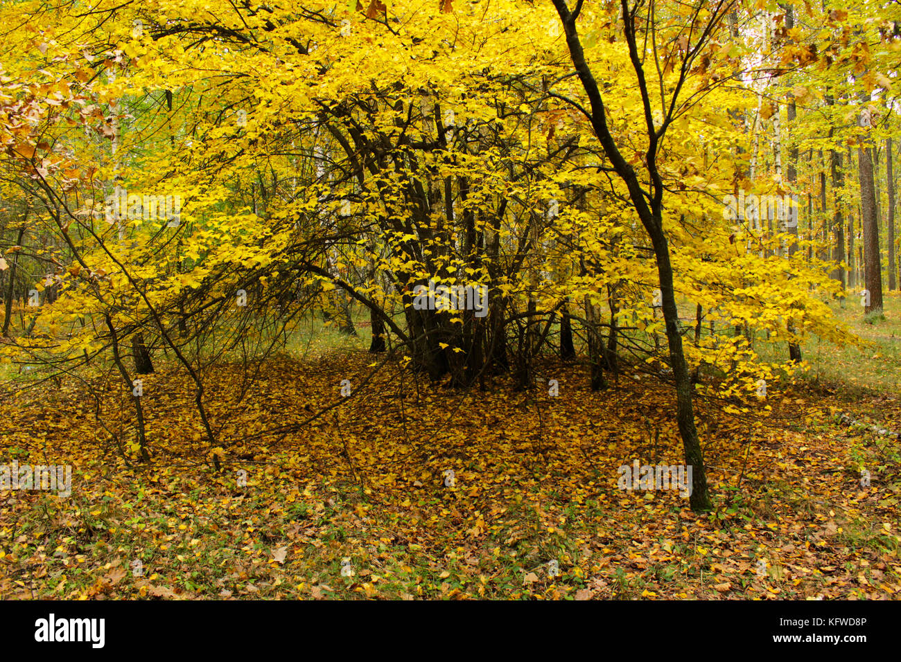 Autumn concept. Bright colours. Autumn background Stock Photo - Alamy
