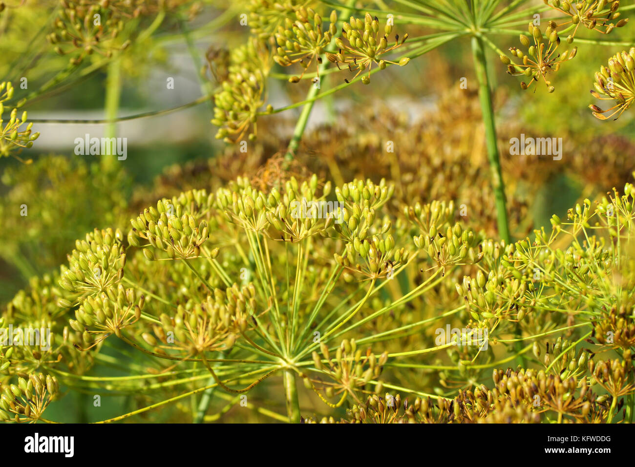 Dill, Anethum graveolens Stock Photo - Alamy
