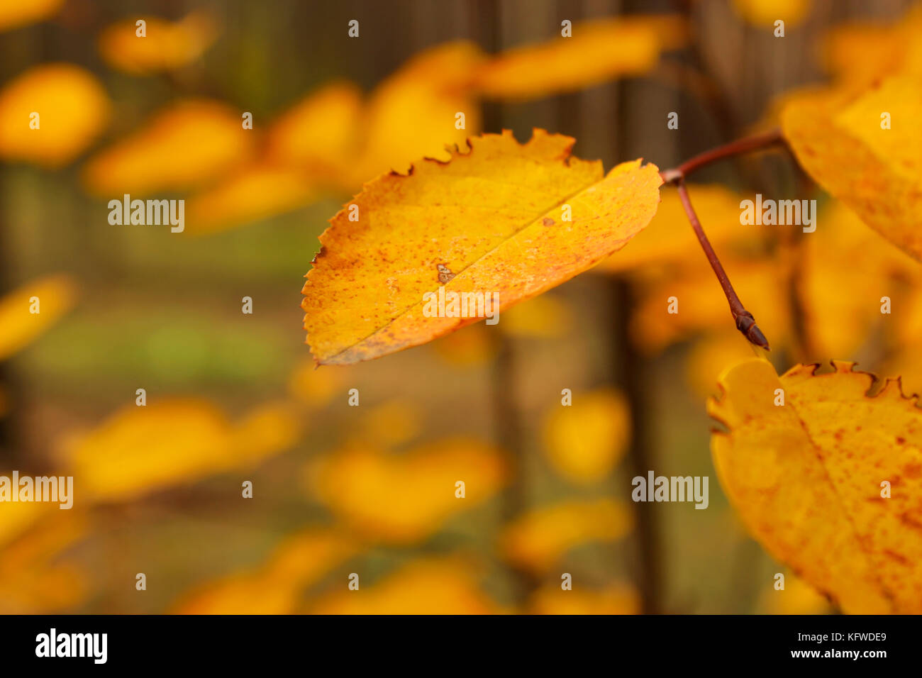 Autumn concept. Bright colours. Autumn background Stock Photo - Alamy