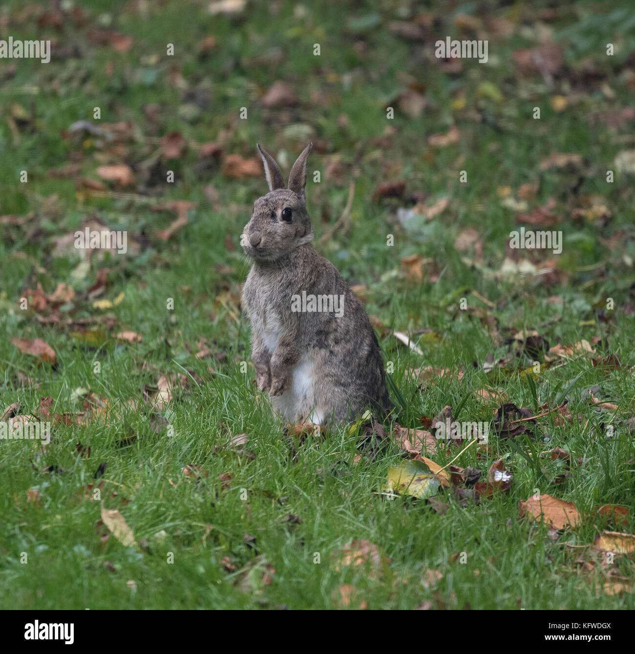 Wild rabbit stood on hind legs Stock Photo - Alamy