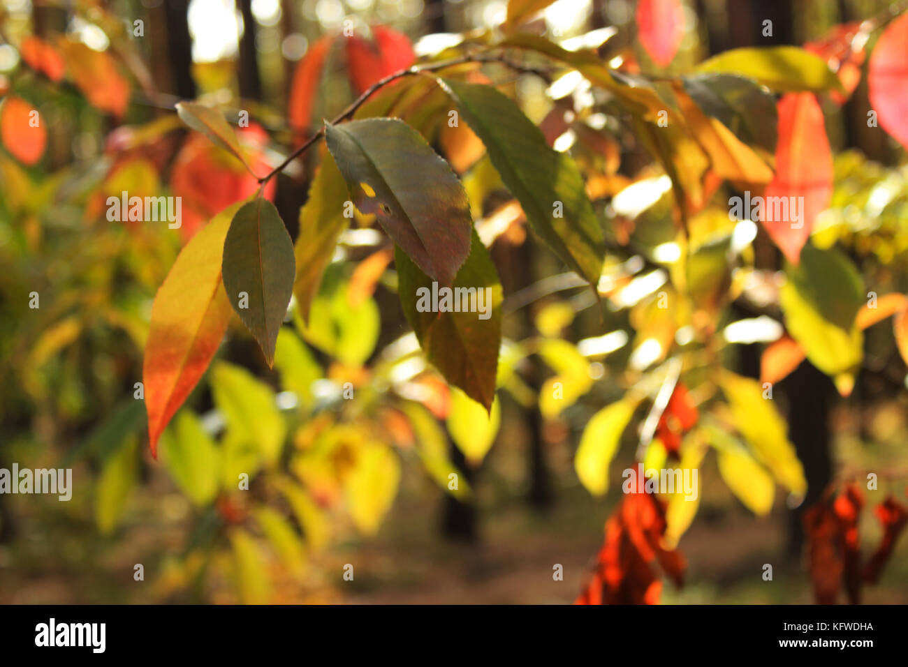 Autumn concept. Bright colours. Autumn background Stock Photo - Alamy