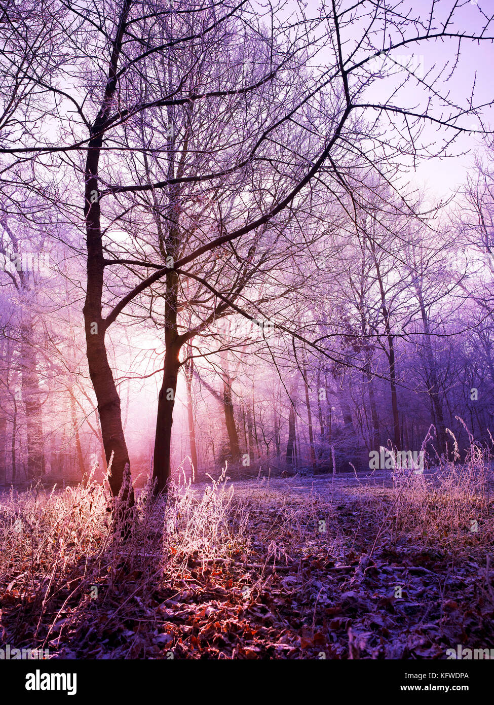 morning light in a snowy forest Stock Photo - Alamy