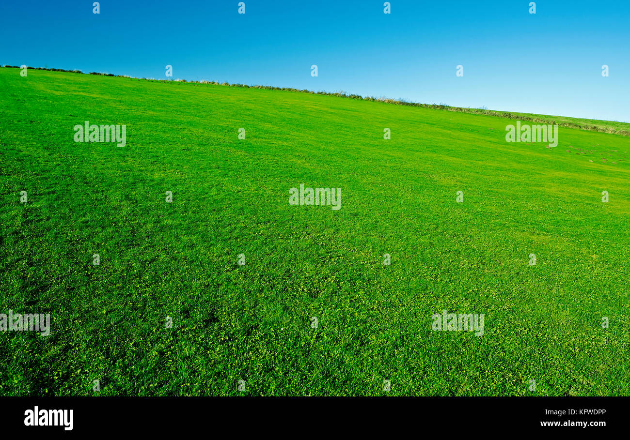 fresh green grass with bright blue sky Stock Photo - Alamy