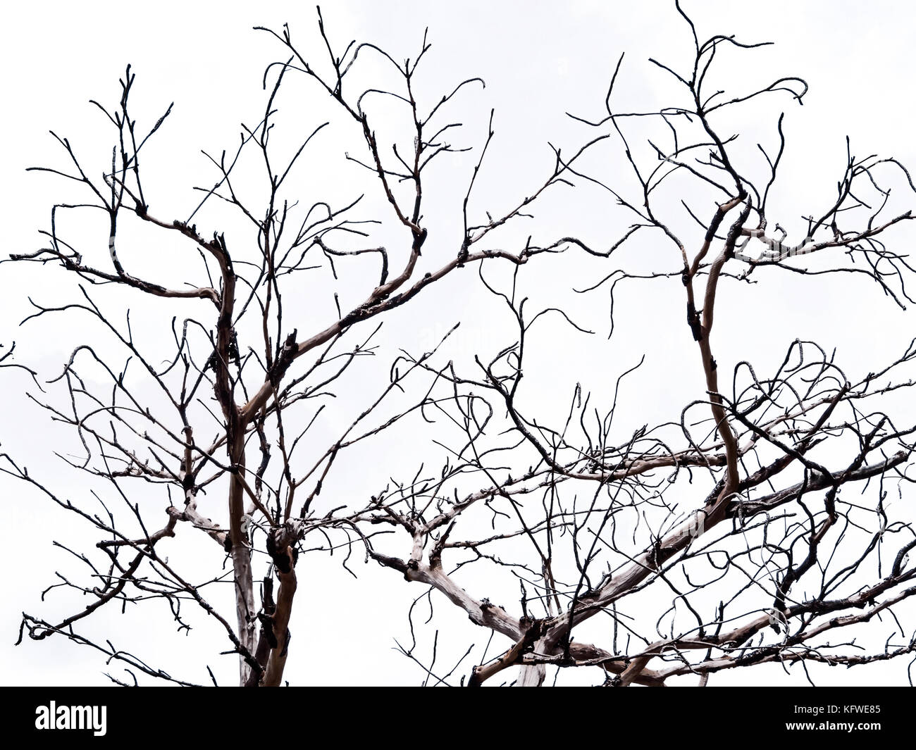 dead tree isolated on white Stock Photo - Alamy