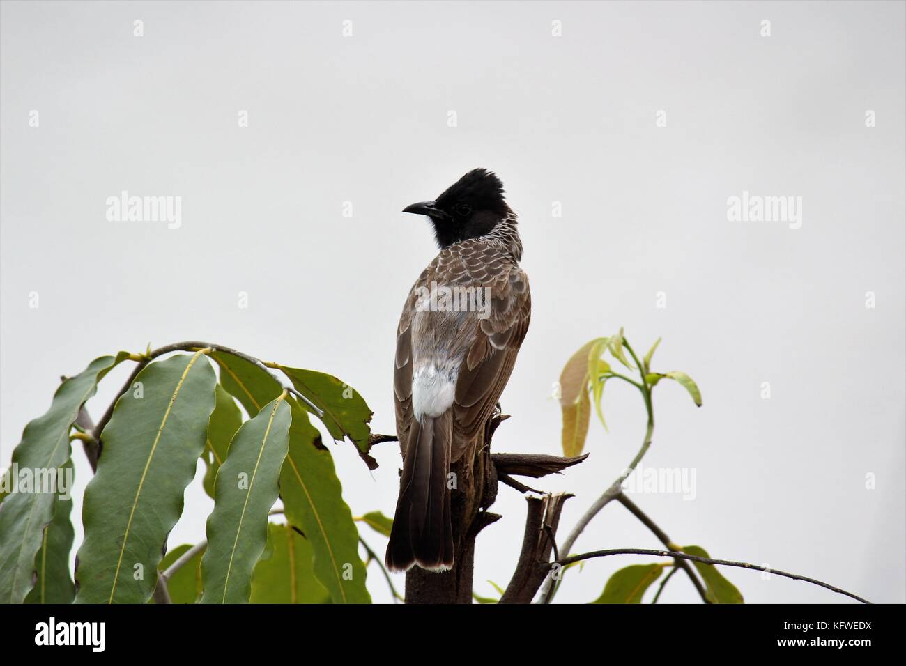 Indian bulbul hi-res stock photography and images - Alamy