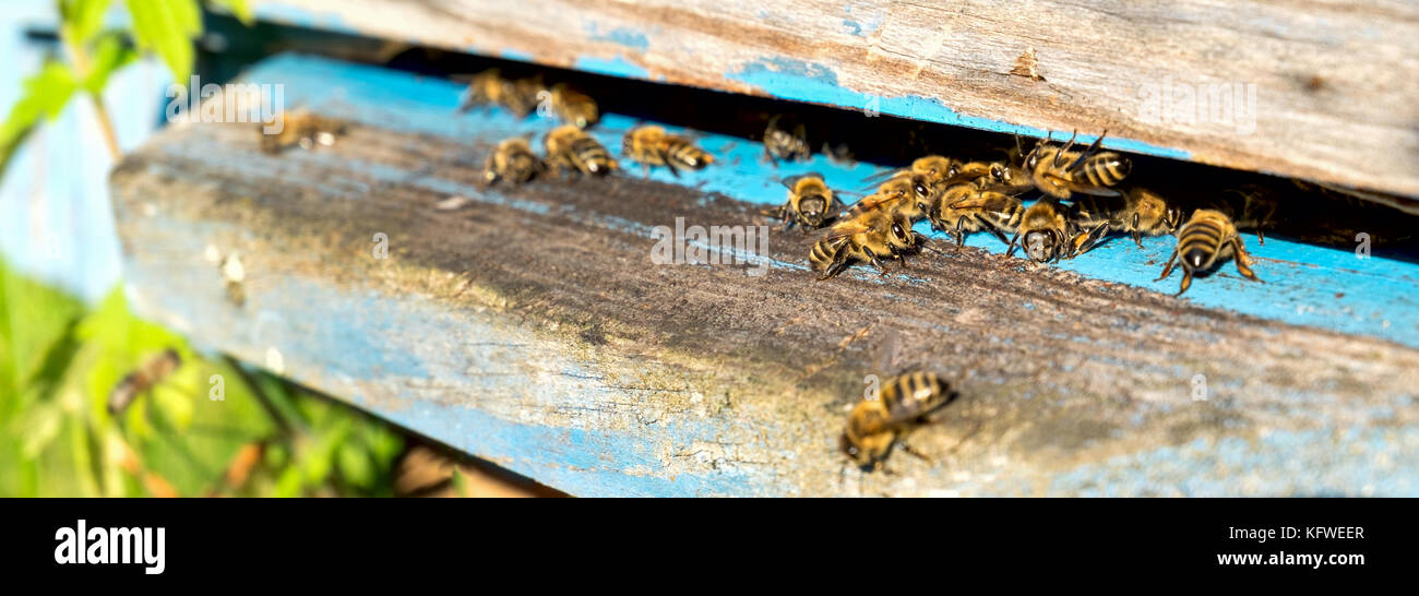 Life of Worker Bees. The Bees Bring Honey Stock Photo - Alamy