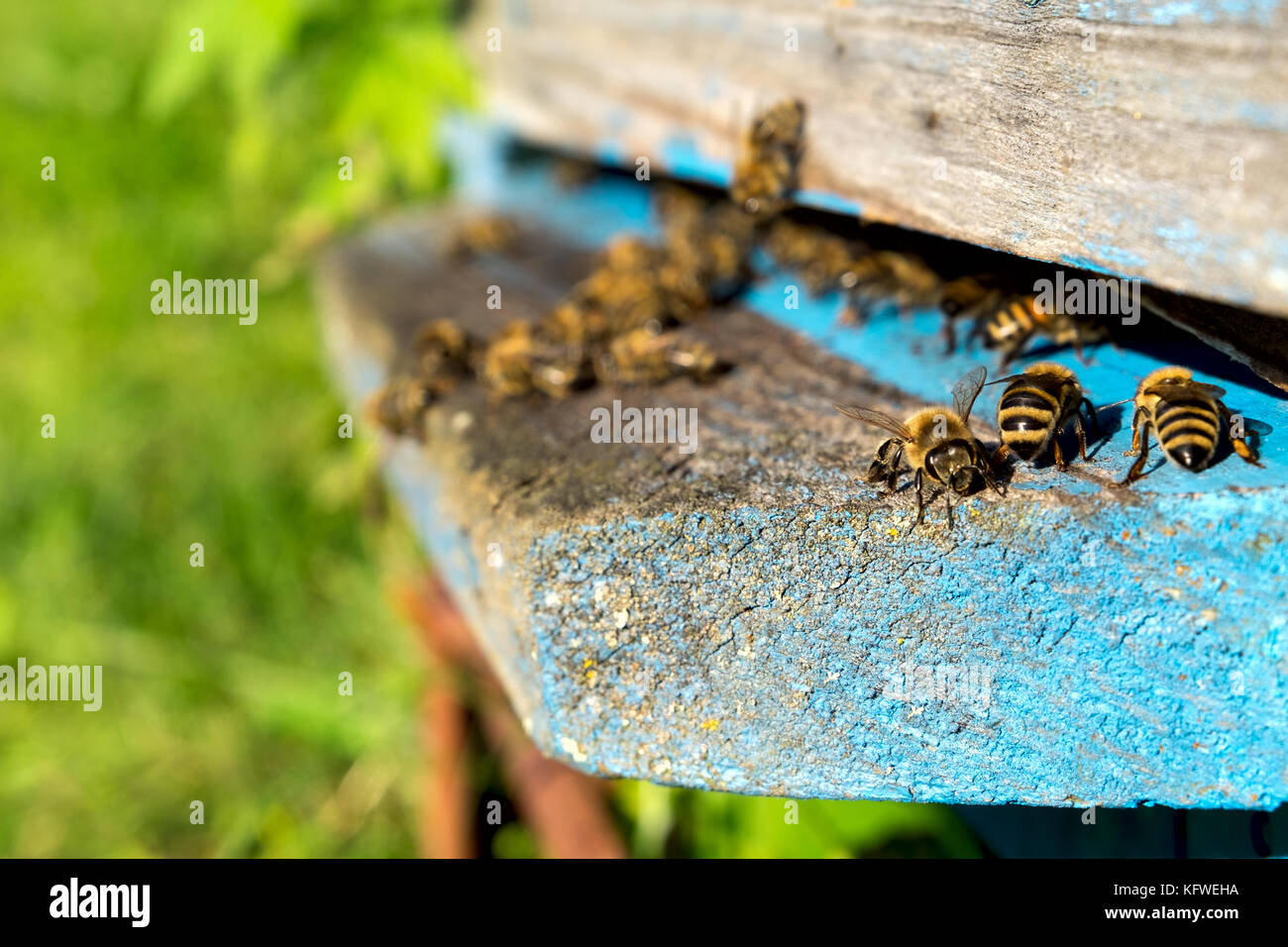 Bee swarm collection hi-res stock photography and images - Alamy