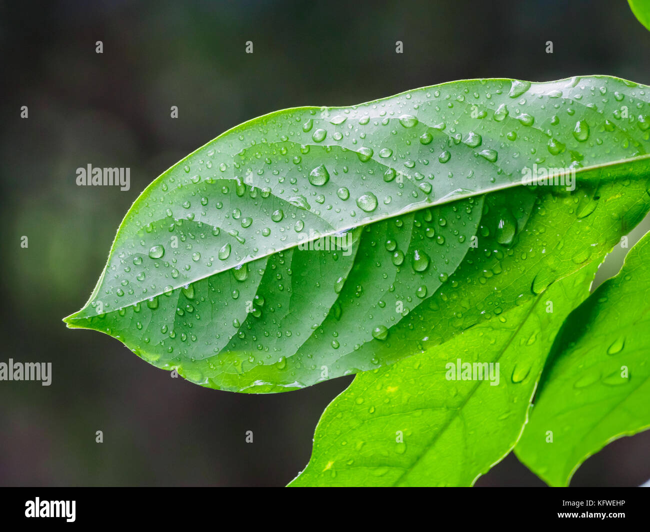 leaves with drops Stock Photo - Alamy