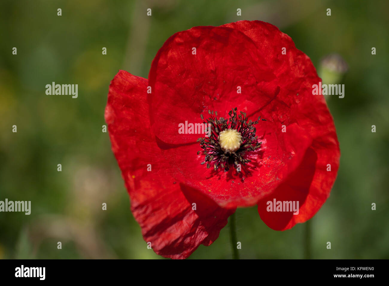 Big red poppy Stock Photo - Alamy