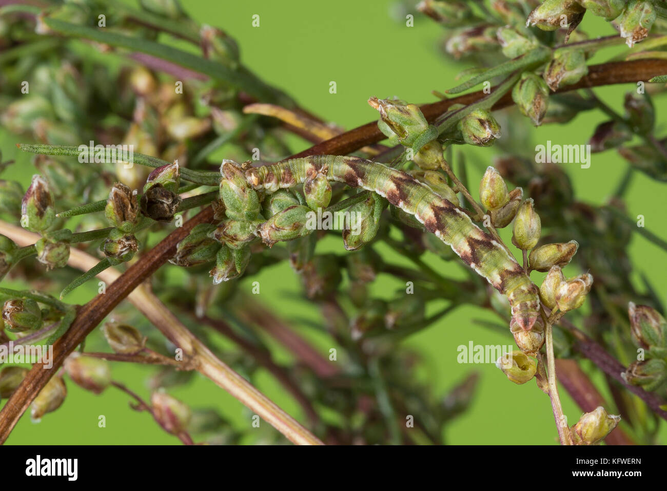 Feldbeifuß-Blütenspanner, Feldbeifuss-Blütenspanner, Blütenspanner ...