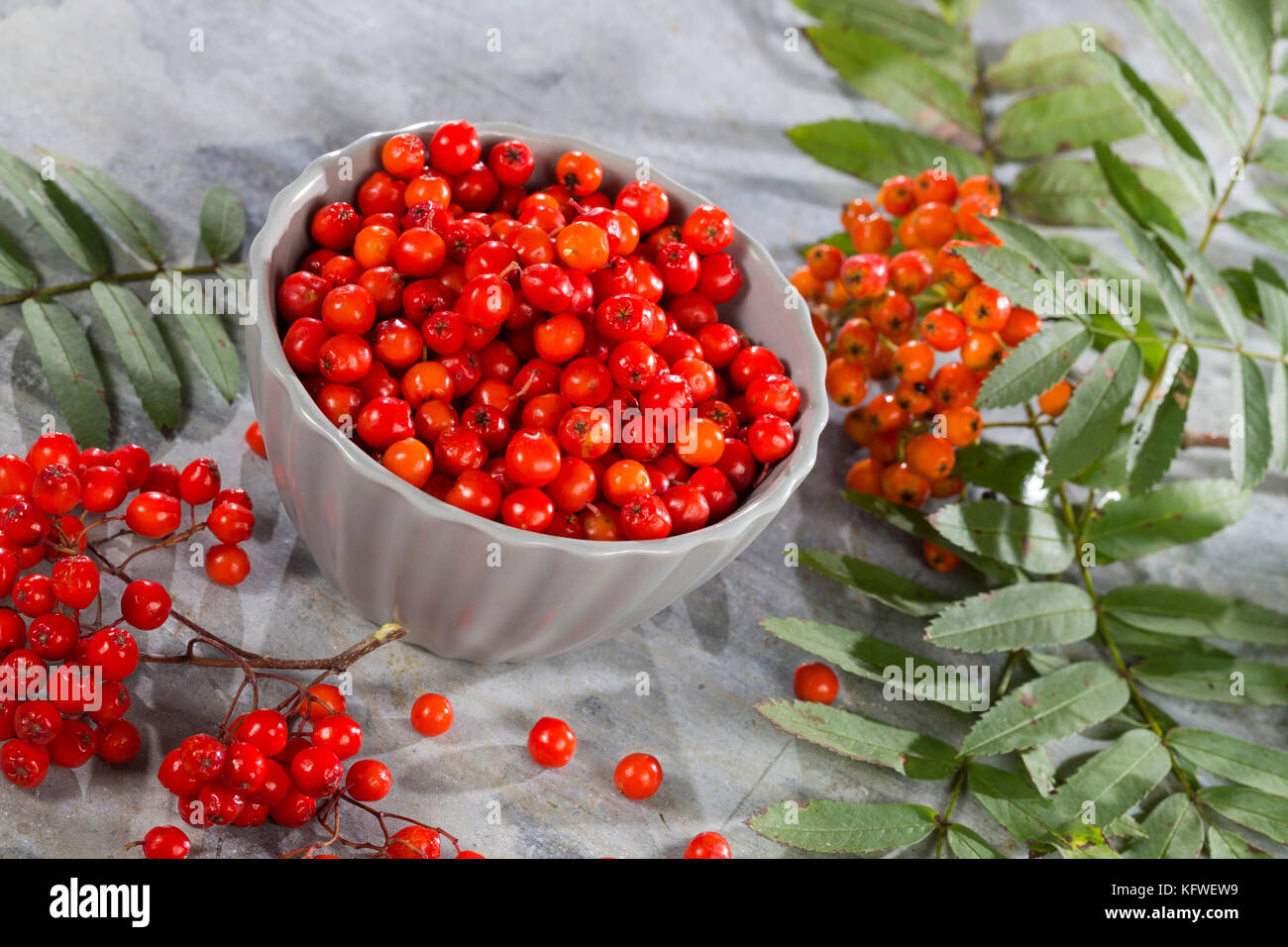 Vogelbeerbaum hi-res stock photography and images - Alamy