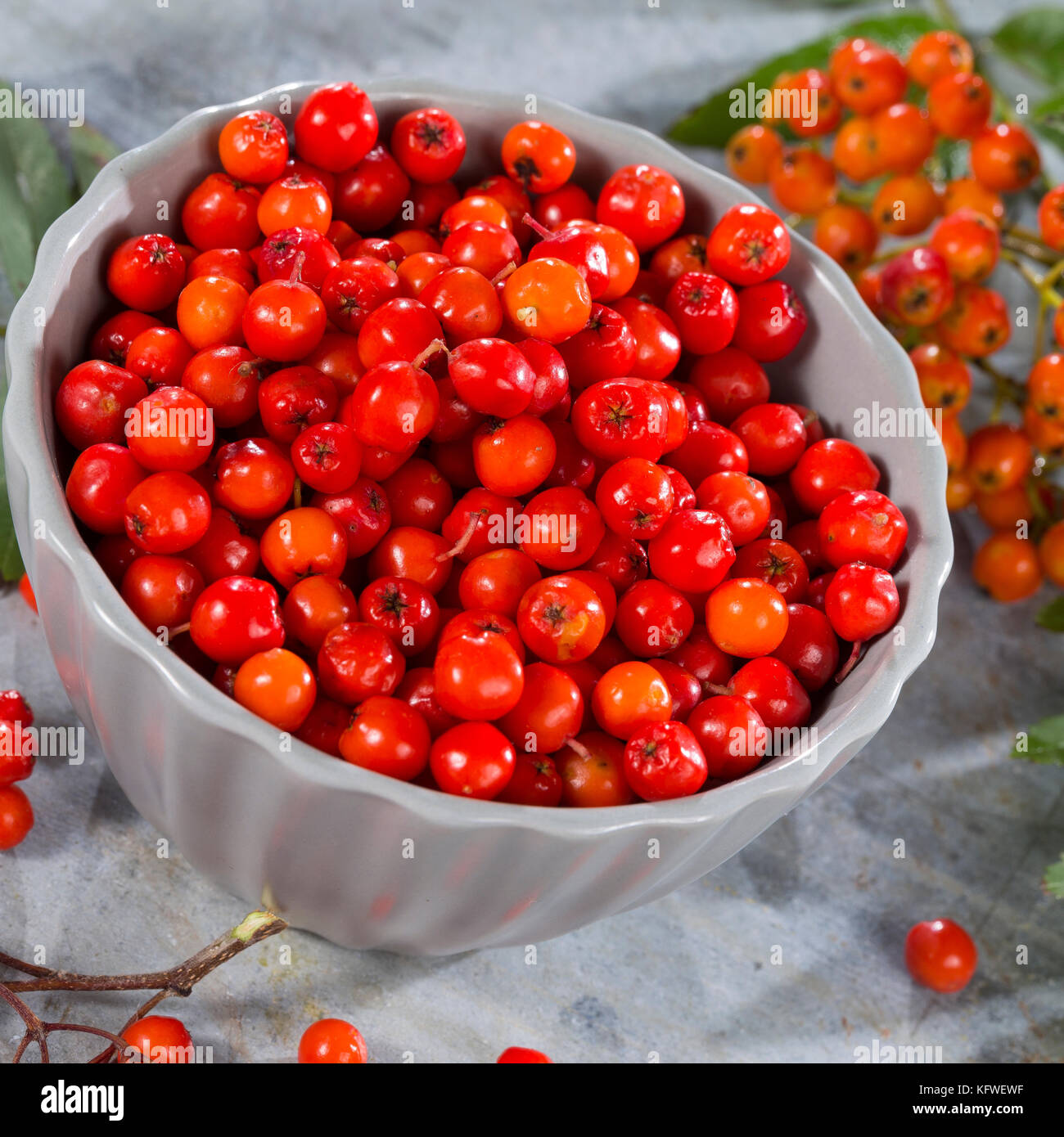 Vogelbeerbaum hi-res stock photography and images - Alamy