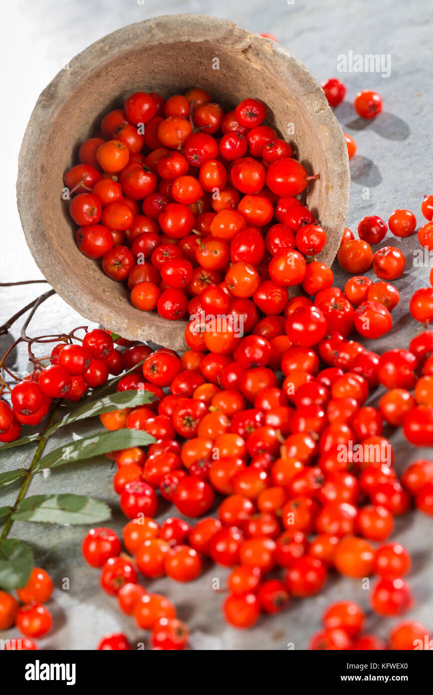 Vogelbeerbaum High Resolution Stock Photography and Images - Alamy