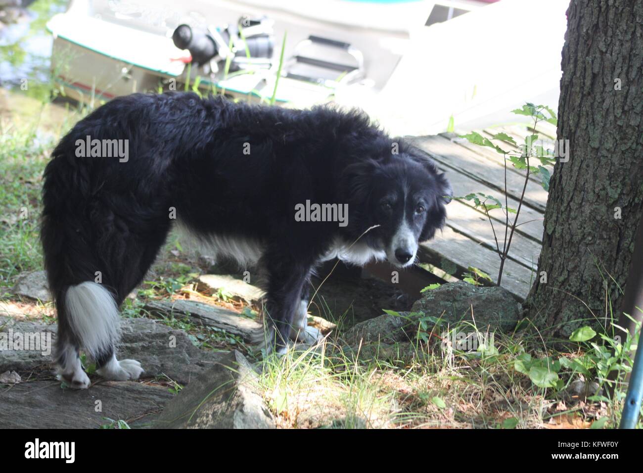 Can Labs Have White Markings