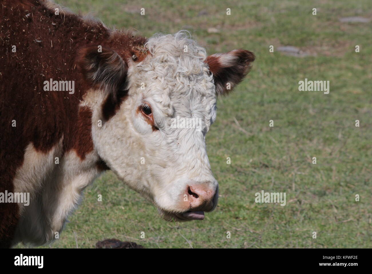 Hereford cow, face Stock Photo - Alamy