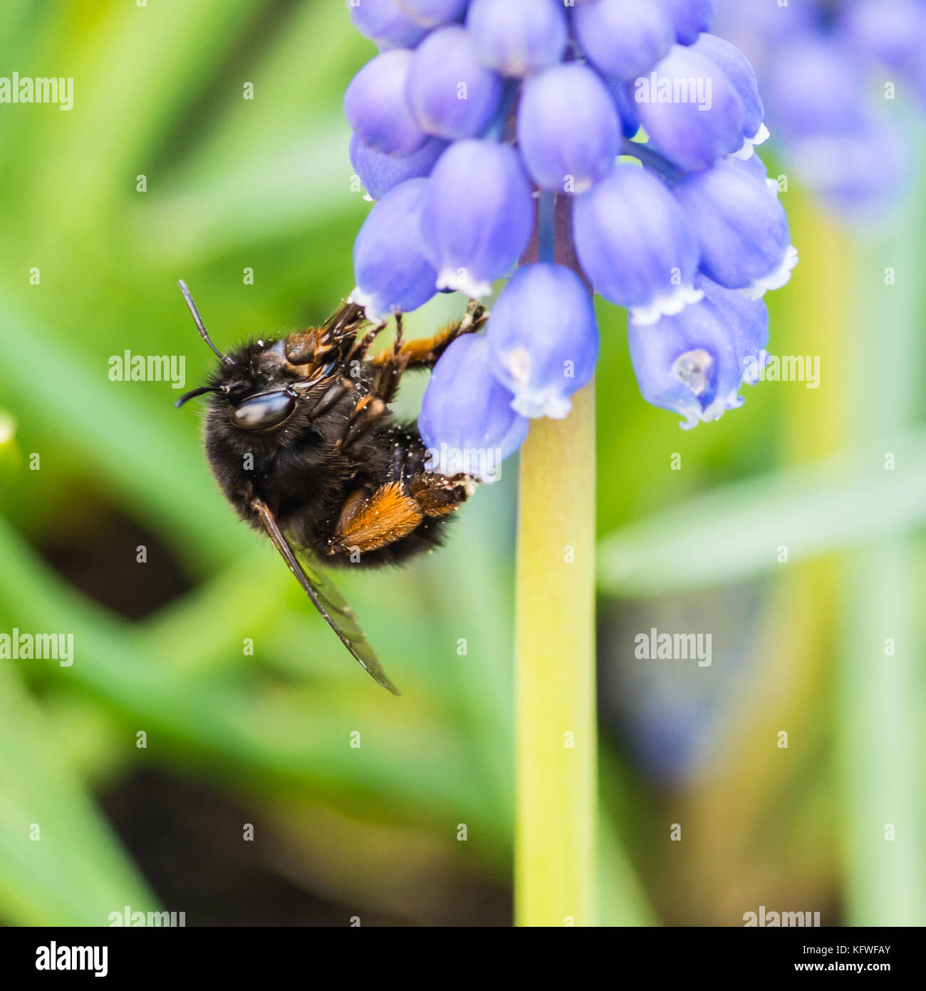 A macro shot of a bumblebee collecting pollen from a muscari bloom ...