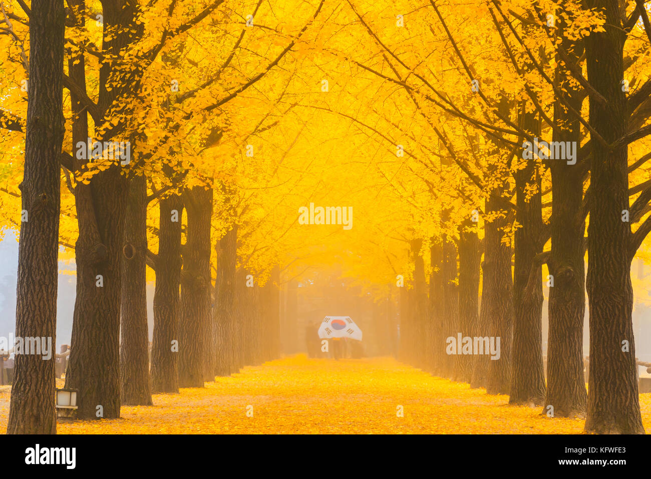 Autumn in Korea.Row of yellow ginkgo tree in Nami Island, Seoul Korea ...
