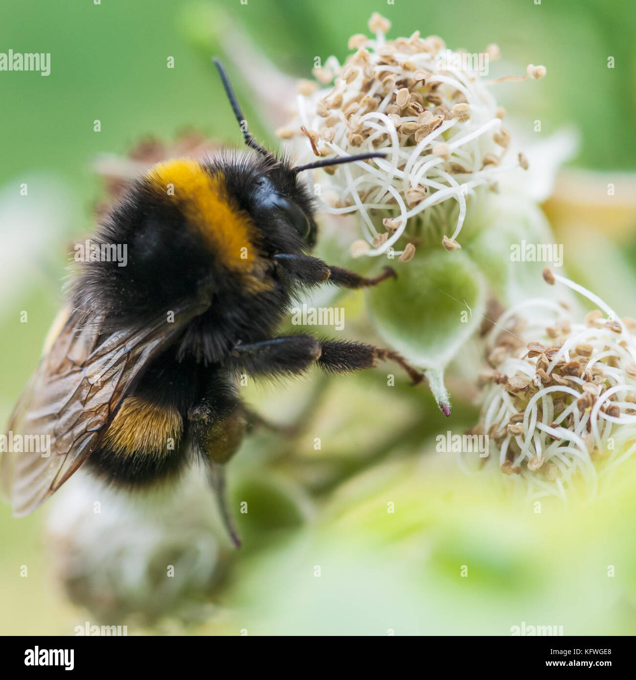 A close-up of a bee collecting pollen Stock Photo - Alamy