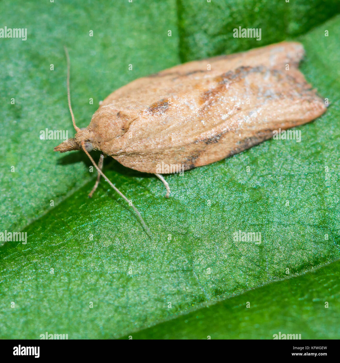 Green moth leaf hi-res stock photography and images - Alamy