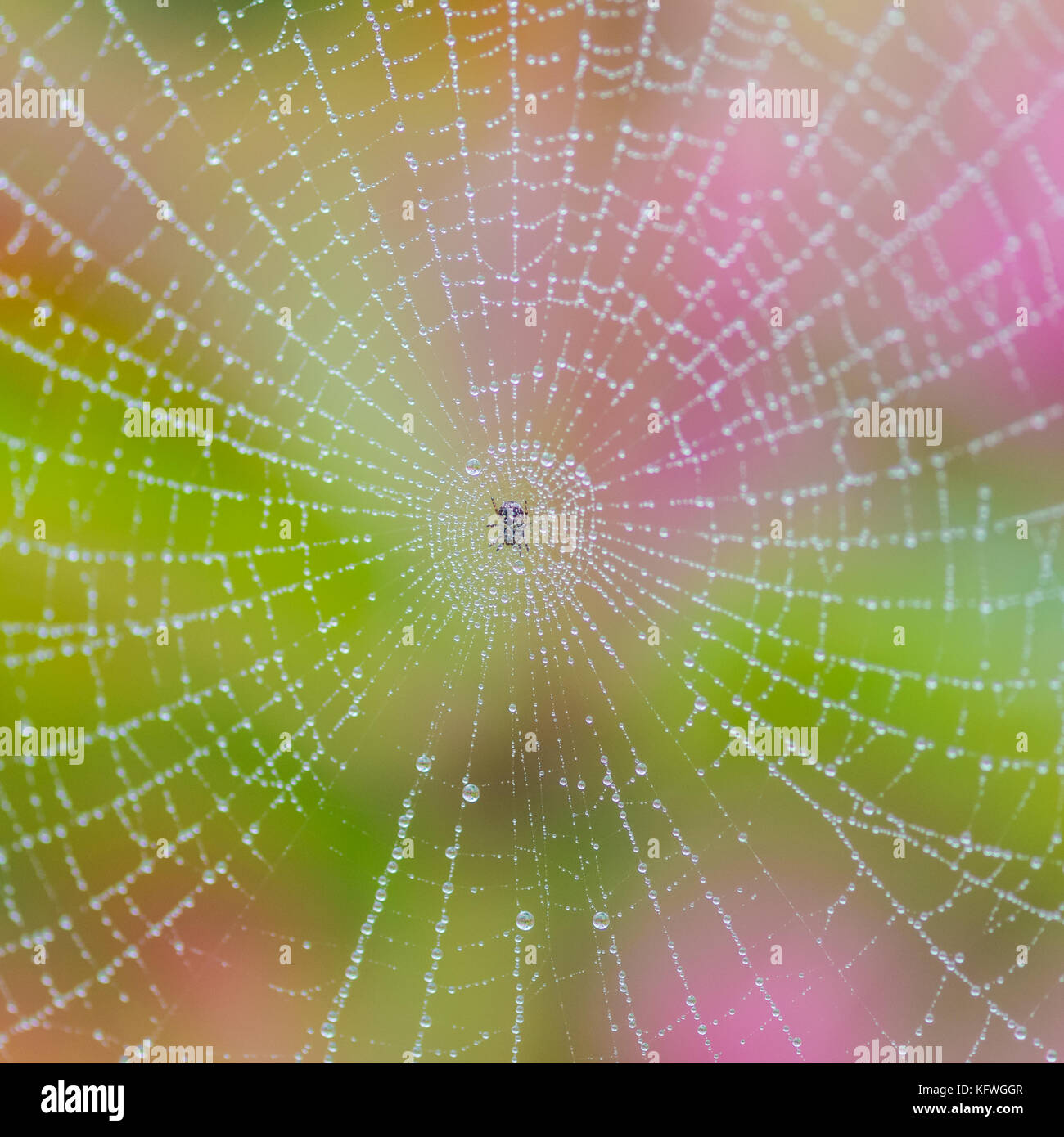 Spider square hi-res stock photography and images - Alamy