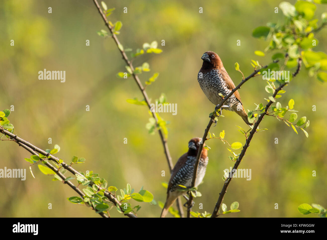 Scaly breasted munia india hi-res stock photography and images - Alamy
